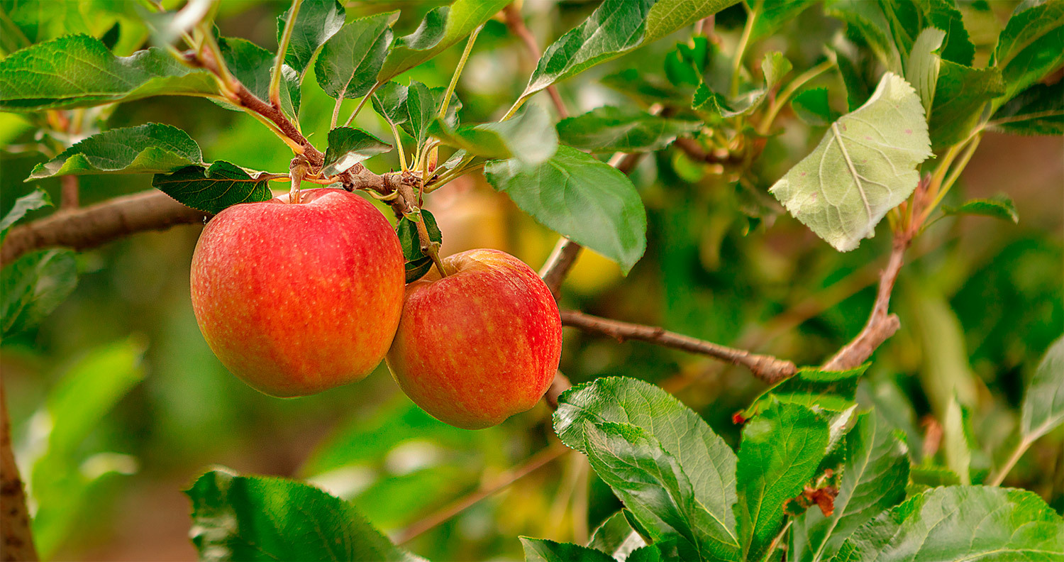 Ruta de la manzana